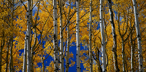 Pollen Count in London Today & Pollen Forecasts | Kleenex